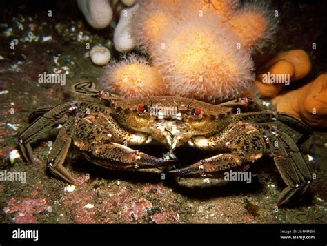 Velvet Swimming Crab Necora Puber On Seabed In Front Of Dead Mans