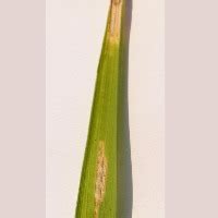 RICE PLANT LEAF DISEASE CLASSIFICATION Classification Dataset And Pre Trained Model By Rice