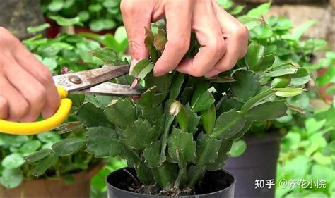 11月养蟹爪兰浇水加点它枝头猛长花苞 知乎