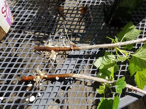 How To Propagate Currants The Easy Guide Enhanced Garden Life