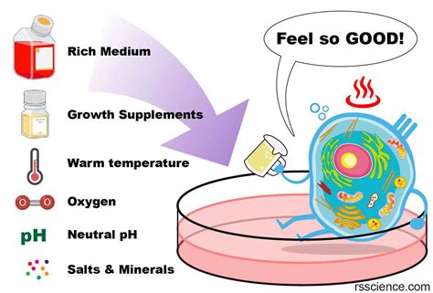 Cell Culture Basics The Foundation Of Biotechnology Rs Science