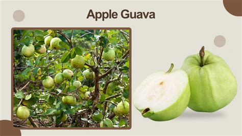 25 Popular Types Of Guava Names Identification And Key Features