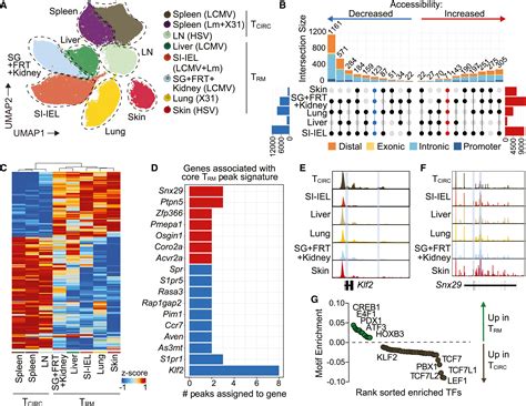 Distinct Epigenomic Landscapes Underlie Tissue Specific Memory T Cell