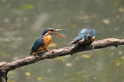 カワセミ親子の姿を Kikuのフォトルーム