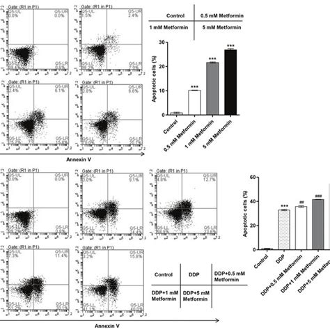Metformin And Ddp Induce Apoptosis In Ovarian Cancer Cells Cell Download Scientific Diagram