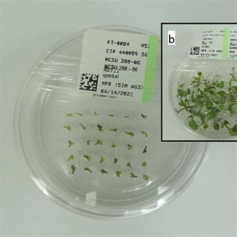 7 A An Alternative Propagation Method For Uni Nodal Stem Segments Of