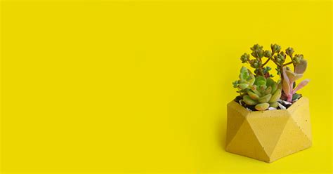 콘크리트 냄비에 다육 식물의 최소한의 정원 노란색 가로 배너입니다 텍스트와 디자인을 위한 장소에서 헤더를 쇼핑하세요 색상 대비 블로그 소셜 네트워크에 대한 추세 가정의 방에