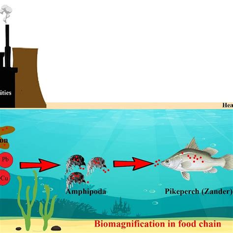 Illustration Of Bioconcentration And Bioaccumulation 12225
