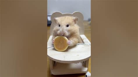 편식쟁이 돼지 햄스토 아기햄스터 Youtube