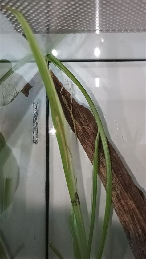 What Species Of Stick Bug Is This R Stickbug