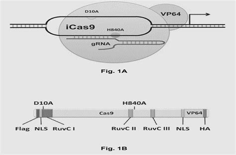 Rna Guided Gene Editing And Gene Regulation Pioneering Minds