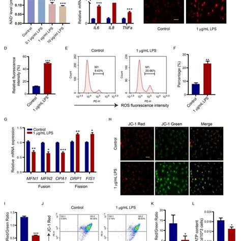 Accumulation Of Ros And Mitochondrial Dysfunction In Granulosa Cells Of