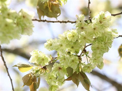 三刀屋川河川敷公園の桜 ー 営業時間場所地図等の情報 まっぷるウェブ