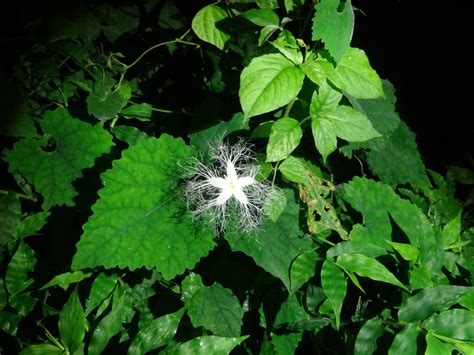夜咲く花 里山をよみがえらせる会