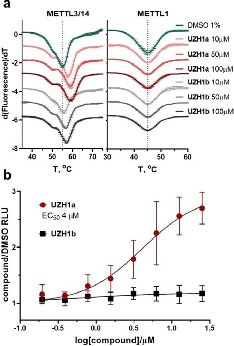 Protein Thermal Shift Assay For Mettl314 And Mettl1 And Cellular