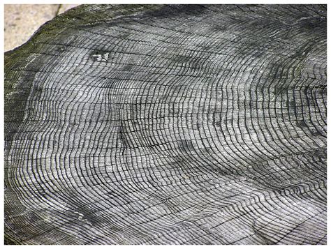 Tree Rings Could Reset Key Dates Across The Ancient World Science Technology Sott Net