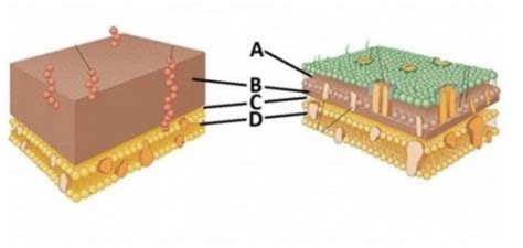 Bsc 1011c Unit 2 L6 Gram Positive And Negative Envelope Labelling