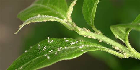 Dealing With Common Indoor Plant Pests And Diseases