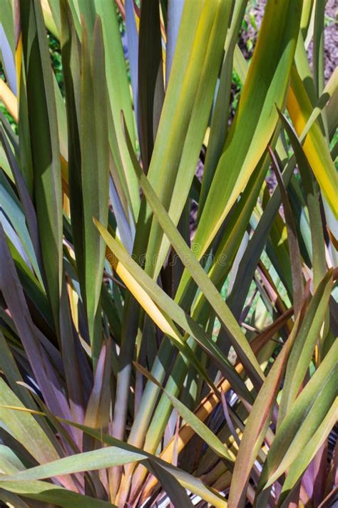 Long Colorful Leaves Of New Zealand Flax Phormium Tenax Stock Image