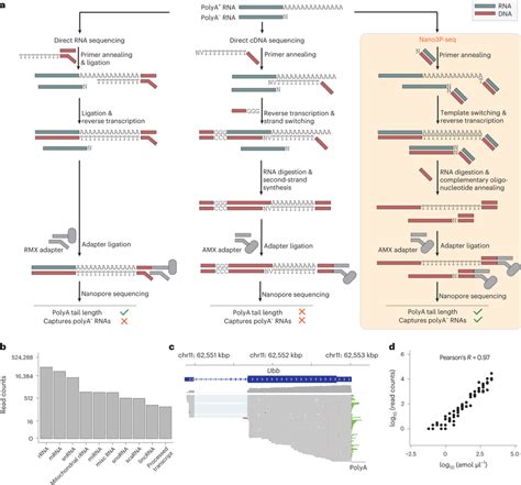 Nano3p Seq Captures Polyadenylated And Non Polyadenylated Rnas While