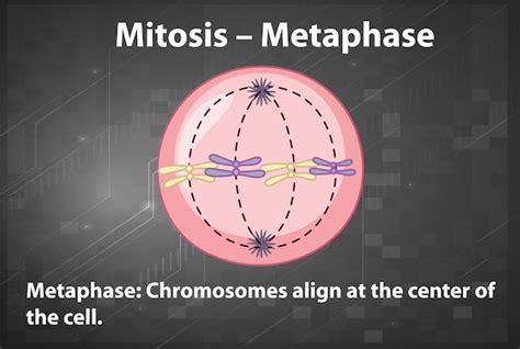 Mitosis Metaphase