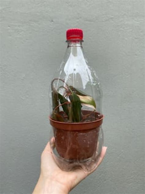 식물을 위한 미니 온실 만드는 방법 초보자를 위한 원예 호미파이 And Homify Tips And Tricks Tricks