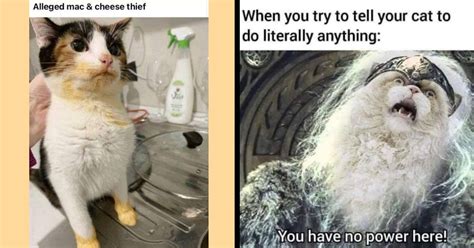 Bad Kitty Funniest Rebellious Cat Memes Of The Week For Feisty Felines
