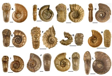 Rocky Rexs Science Stuff Planet Earth Ammonites