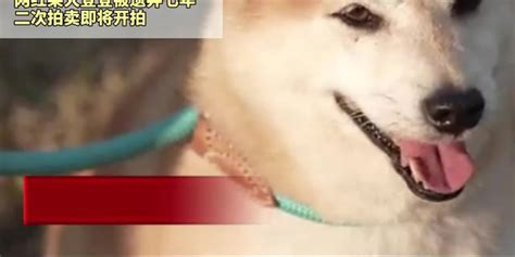 网红柴犬二次拍卖将开拍含视频手机新浪网