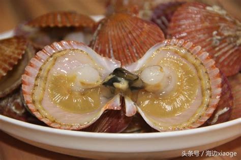 尋鮮之旅食材篇扇貝 每日頭條