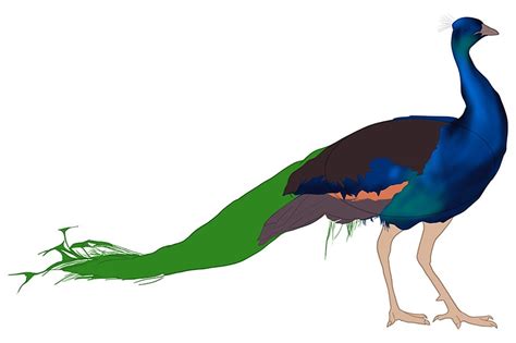 Peacock Drawing Step By Step