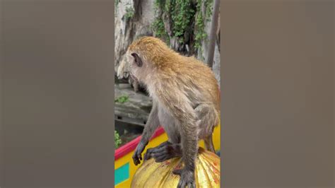 میمون های بازیگوش Youtube