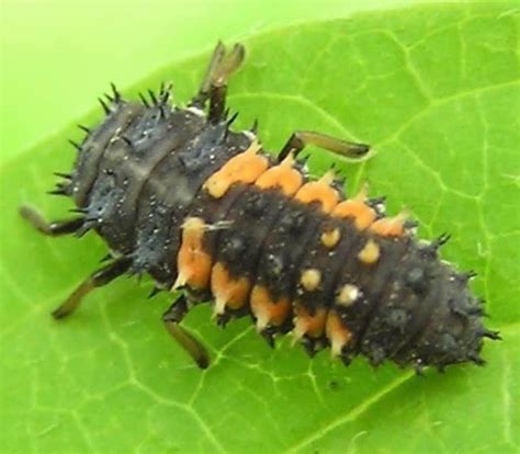 Ladybug Larva Organic Gardening Pest Control Garden Pest Control