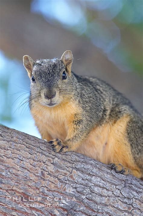 Eastern Fox Squirrel Sciurus Niger Los Angeles California 18970