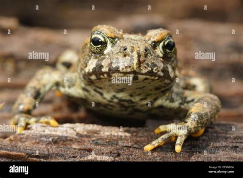 Frontal Close Up Of A Juvenile Western Toad Anaxyrus Boreas Stock