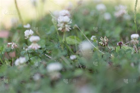 美丽的日本花