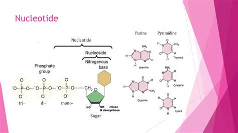 Structure And Biochemical Function Function Of Nucleotide Ppt