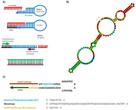 Genes Free Full Text Stem Loop Rt Qpcr As An Efficient Tool For The