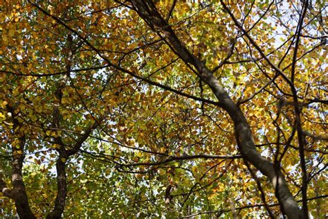 Deciduous Tree Leaf Stock Image Image Of Botany Fragility 260073675