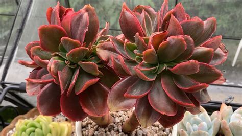 다른애들은 물이 다 빠졌는데 파피스로즈철화는 여전히 이쁜 색감으로 눈을 즐겁게 하네요 알젠티나금도 황금색이구요~~~~~~~💕 Youtube