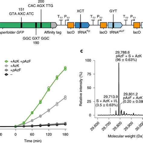 simultaneous decoding of three unnatural codons a schematic