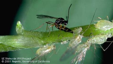 Parasitic Wasp Aphid Control