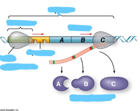 Ap Bio Unit 6 2 Quest Diagram Diagram Quizlet
