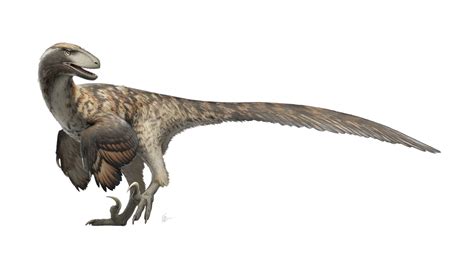 Deinonychus A Dinosaur A Day
