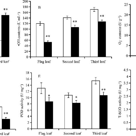 Physiological Index Determination Of Wt And Spl36 Mutant At The Heading