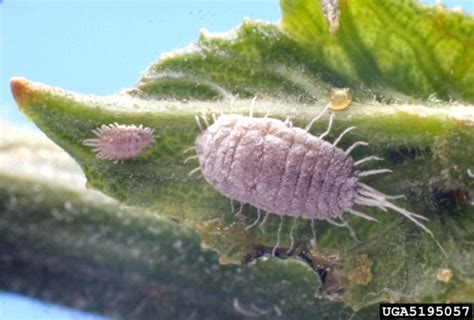 Mealybug Earthwise Agriculture