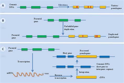 Pseudogene In Cancer Real Functions And Promising Signature Journal Of Medical Genetics Pseudogene In Cancer Real Functions And Promising Signature Journal Of Medical Genetics