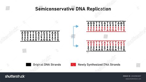 Semiconservative Dna Replication Scientific Design Vector Stock Vector Royalty Free 2410581657