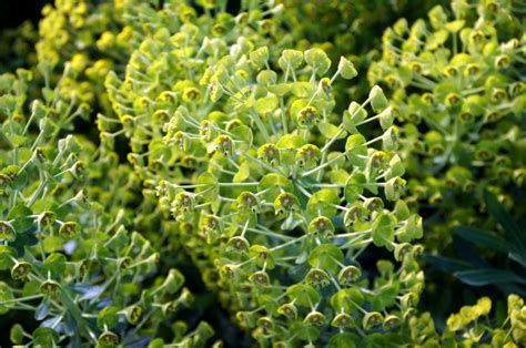 10 Ejemplos De Organismos Autótrofos