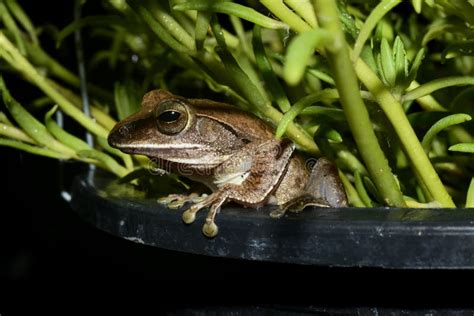 Common Tree Frog Breeding By The Male Is Hugged On The Female Back Five Frogs Are Mating And